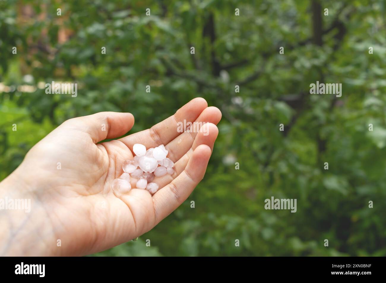 Ice flakes of large hail lie on woman's hand against green garden ...