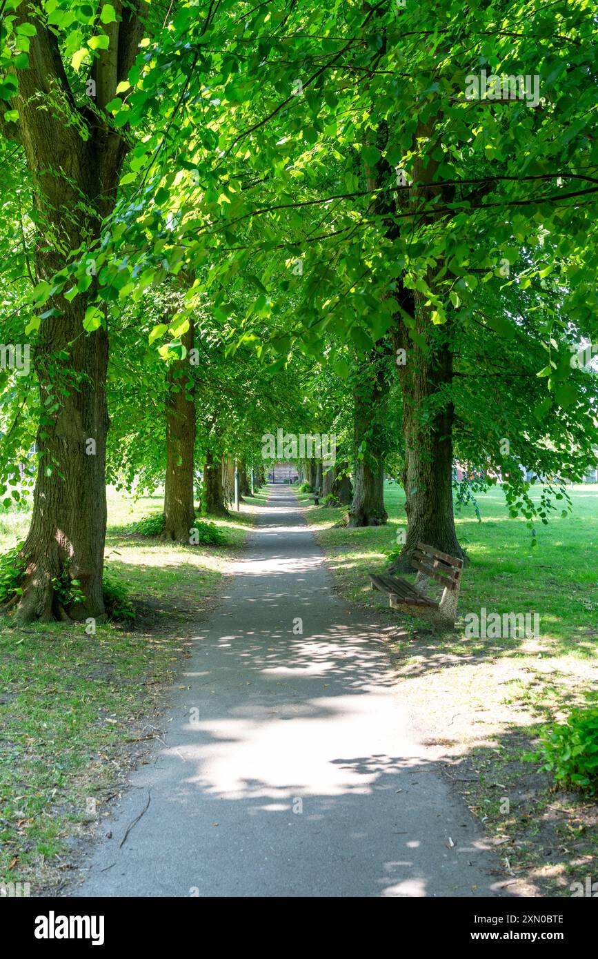 Shaded path between rows of trees Stock Photo - Alamy