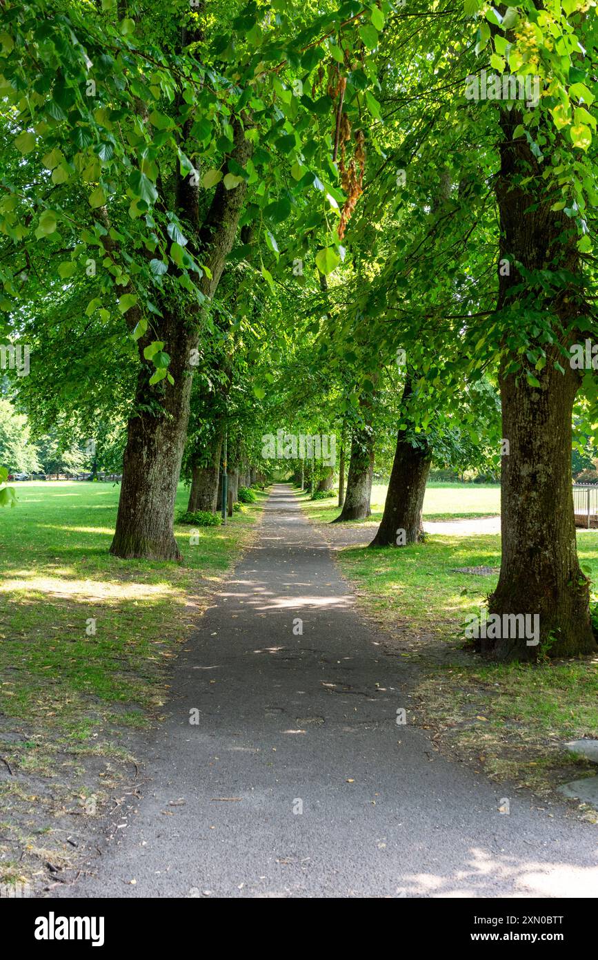 Shaded path between rows of trees Stock Photo - Alamy