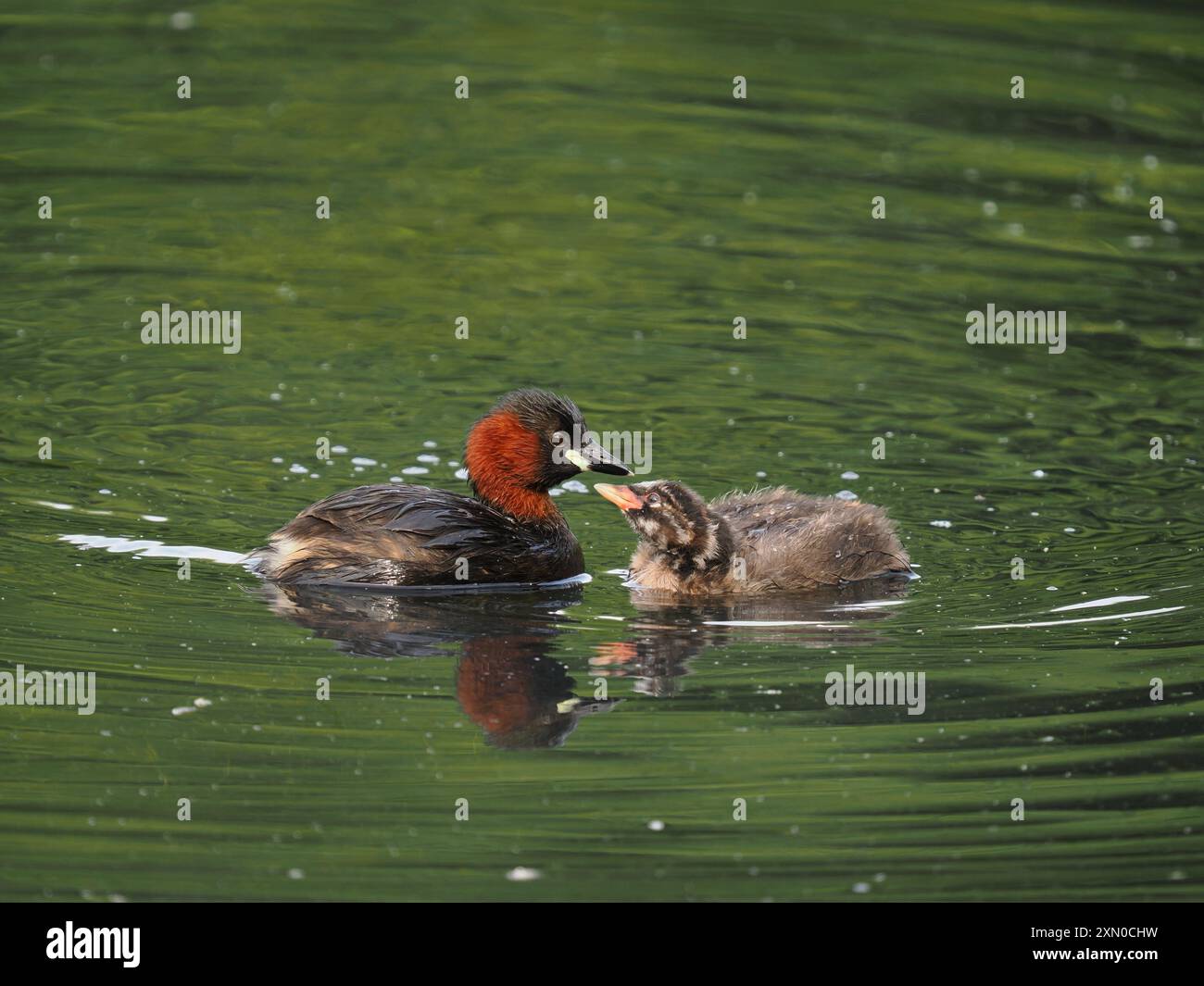 Little grebe with one of its 5 chicks. The parents split to a 2 and a 3 ...