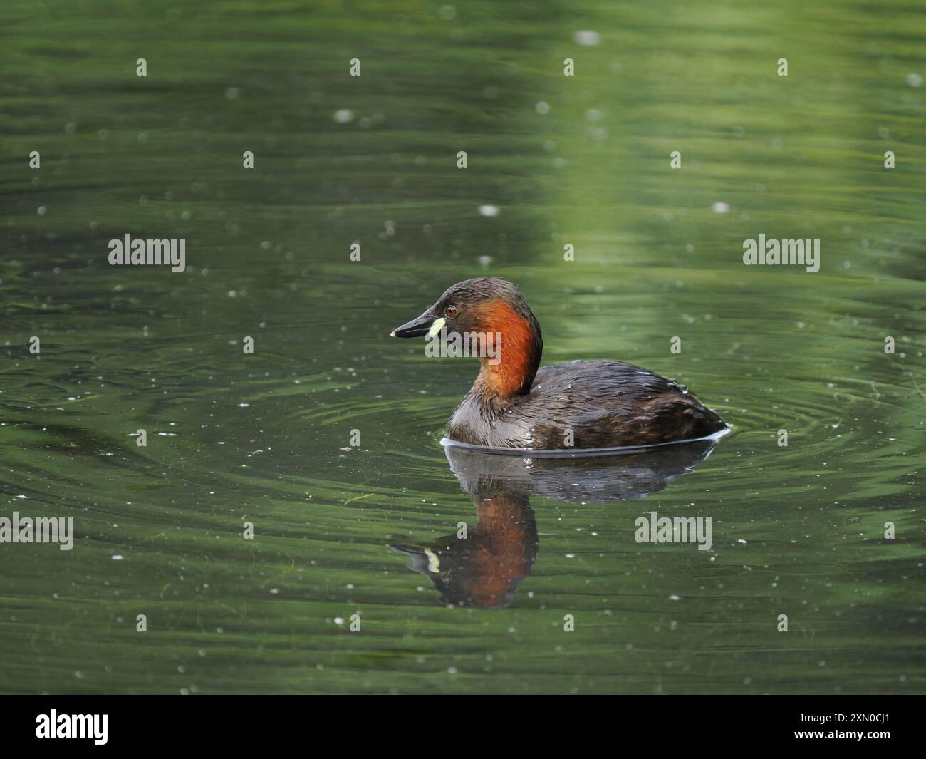Little grebe with one of its 5 chicks. The parents split to a 2 and a 3 ...