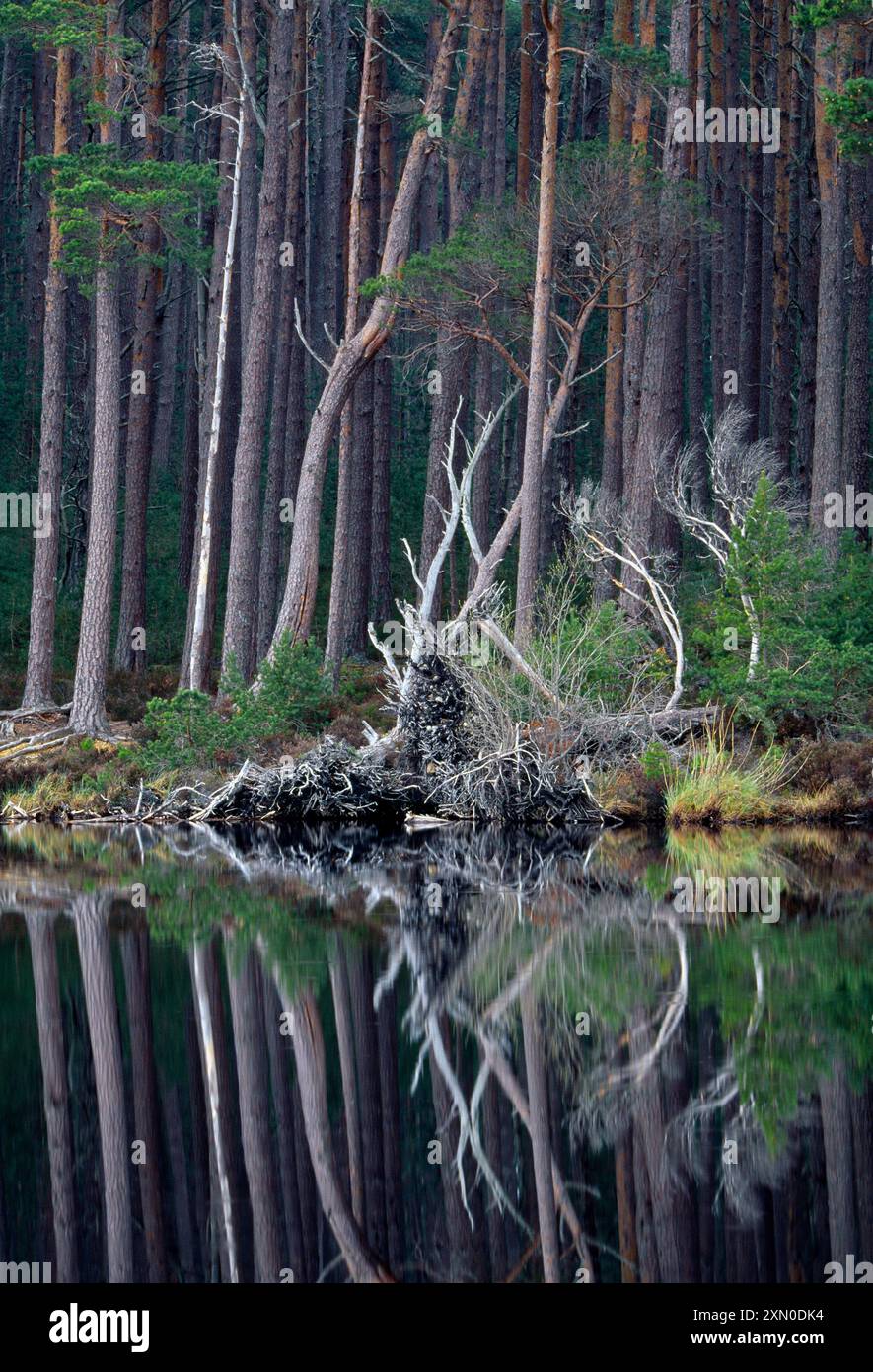 Loch Garten RSPB Reserve with reflections of scots pine trees (Pinus ...