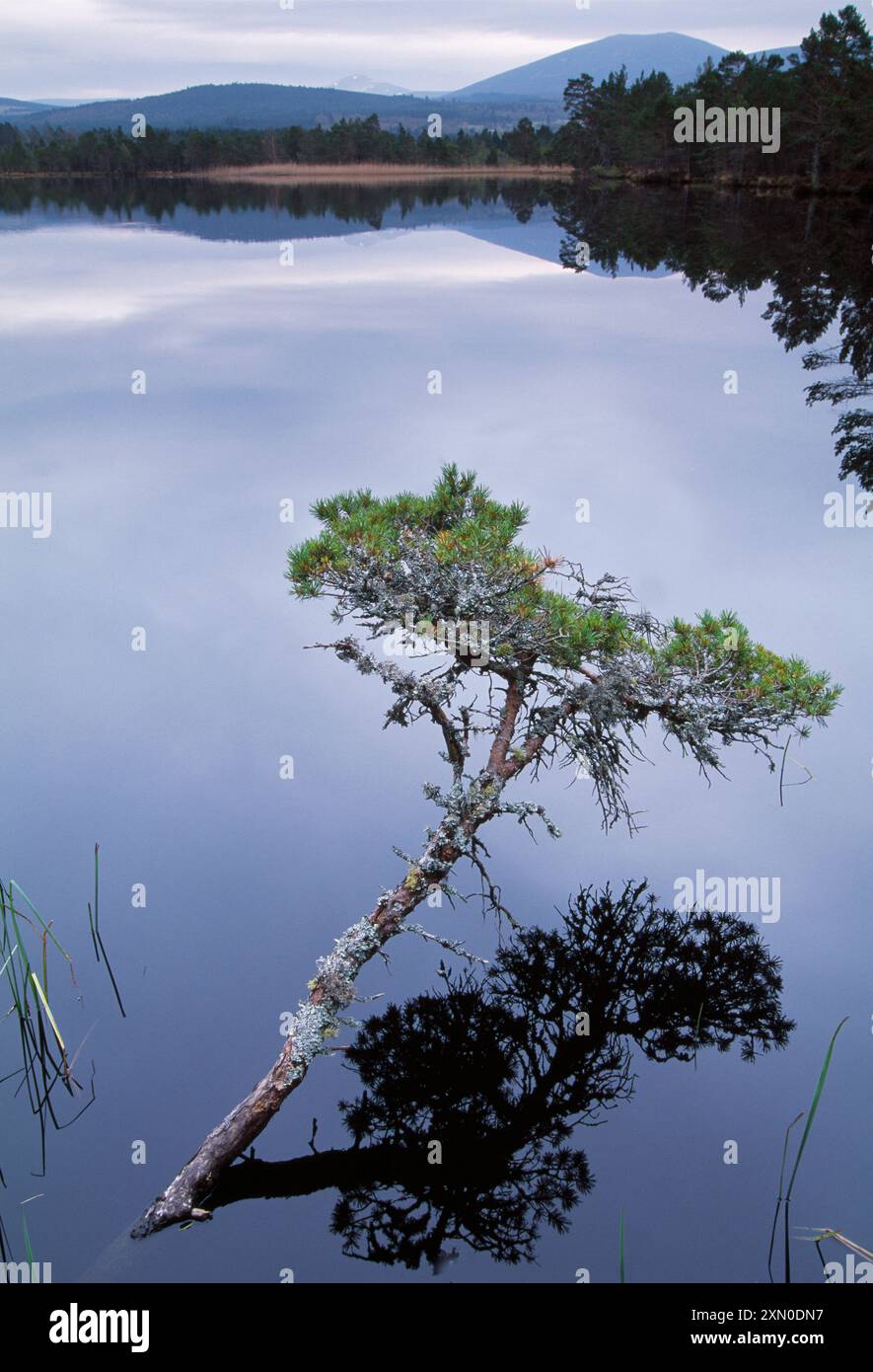 Loch Garten RSPB Reserve with stunted scots pine tree (Pinus sylvestris ...