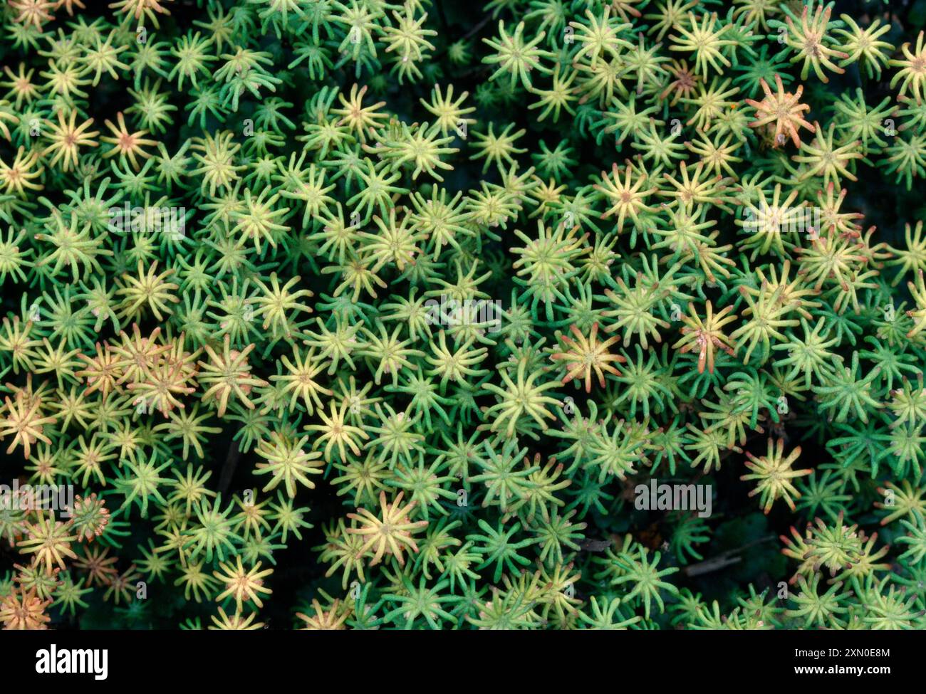 Marchantia polymorpha hi-res stock photography and images - Alamy