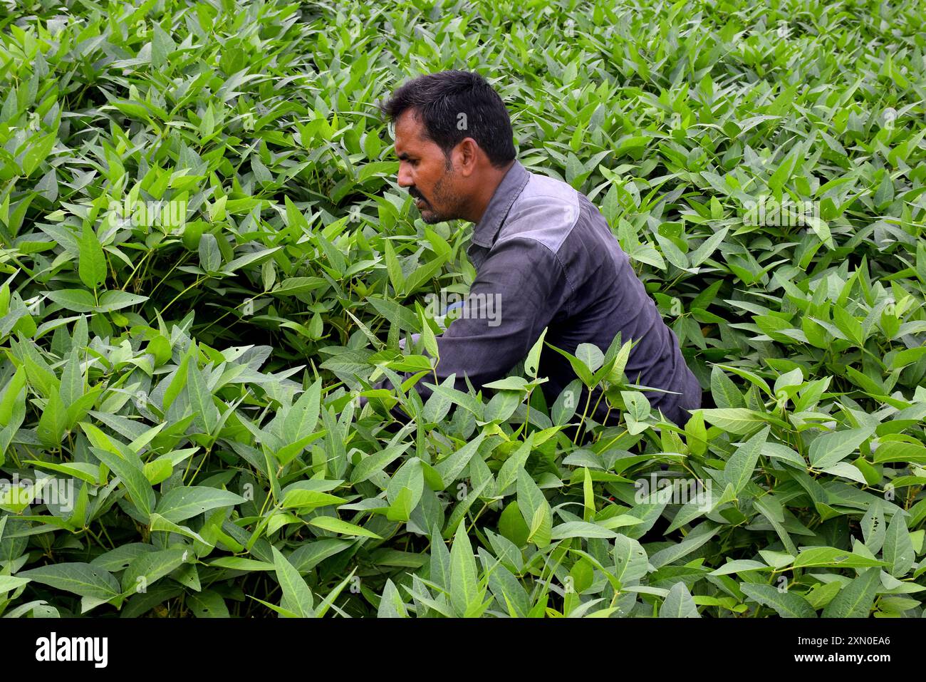 Farmer removing weeds from soybean field, view of green soybean plants ...
