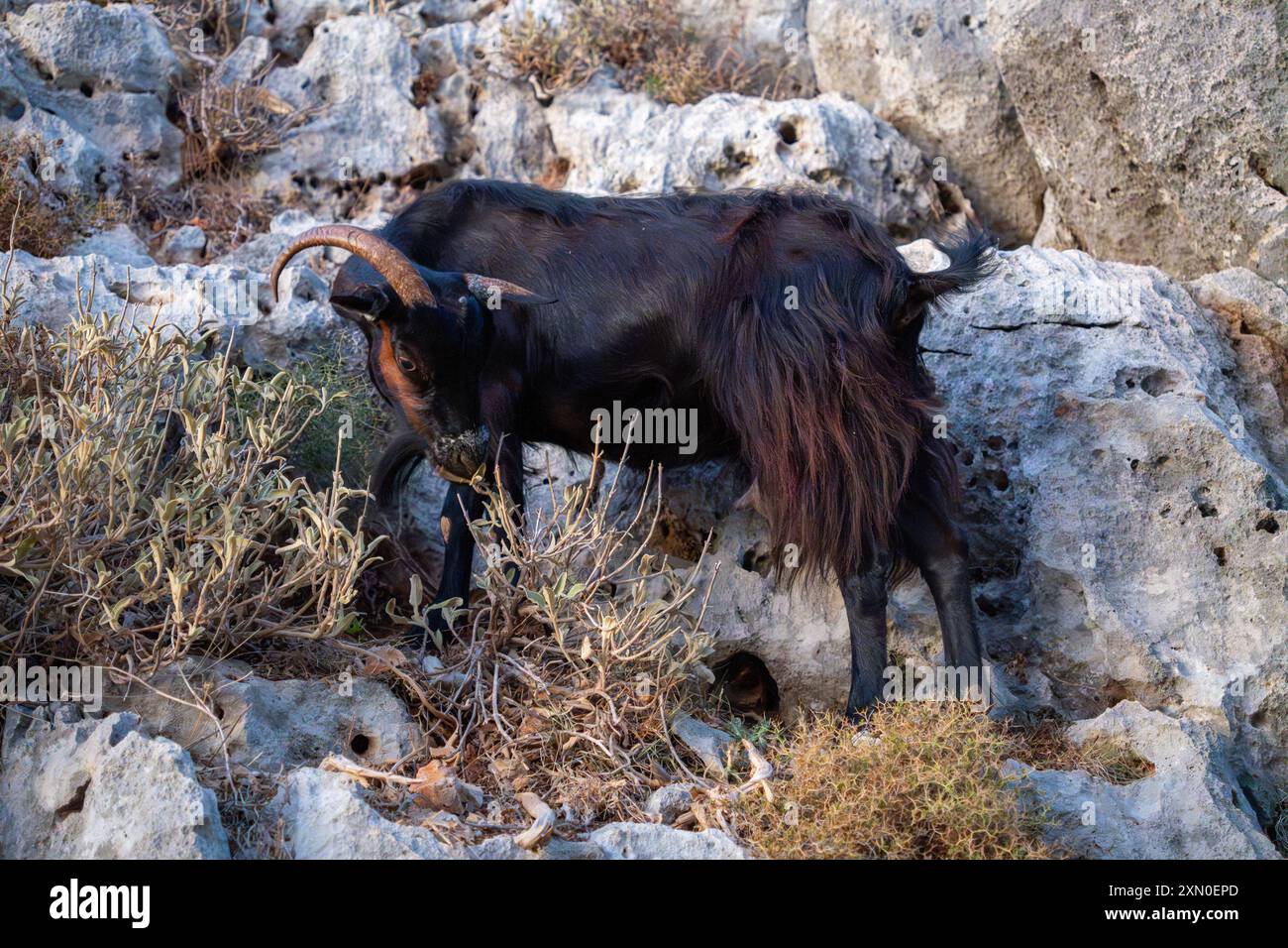 Cretan wild goat hi-res stock photography and images - Alamy