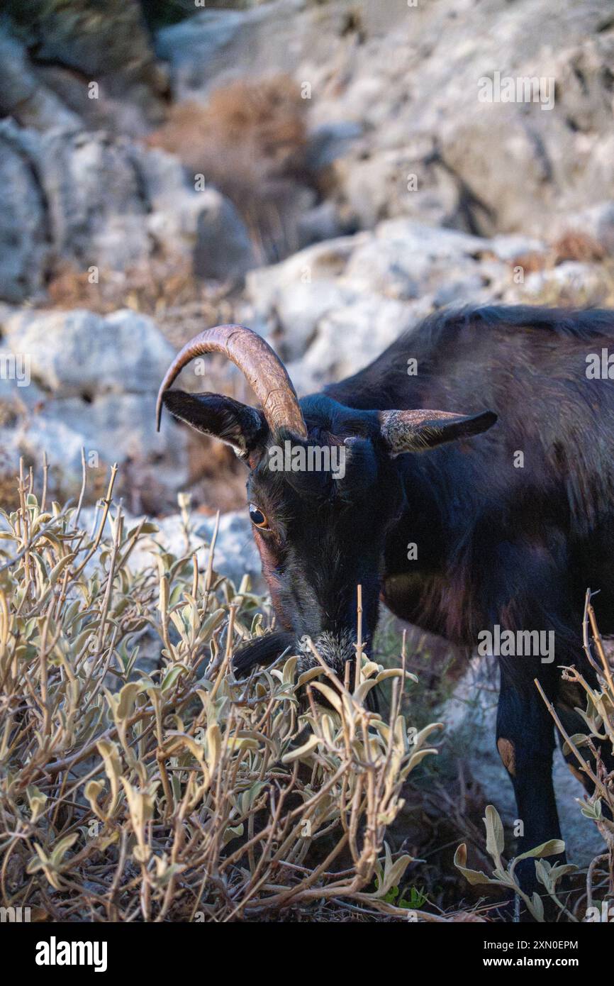 Cretan wild goat hi-res stock photography and images - Alamy