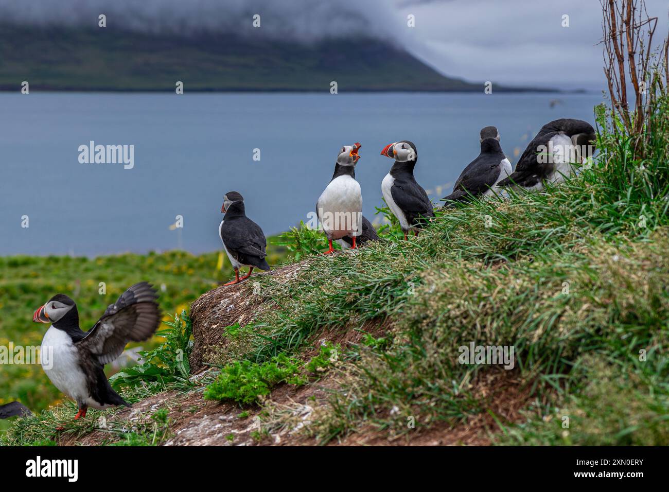 Group atlantic puffins perching grassy cliffside overlooking the ocean ...