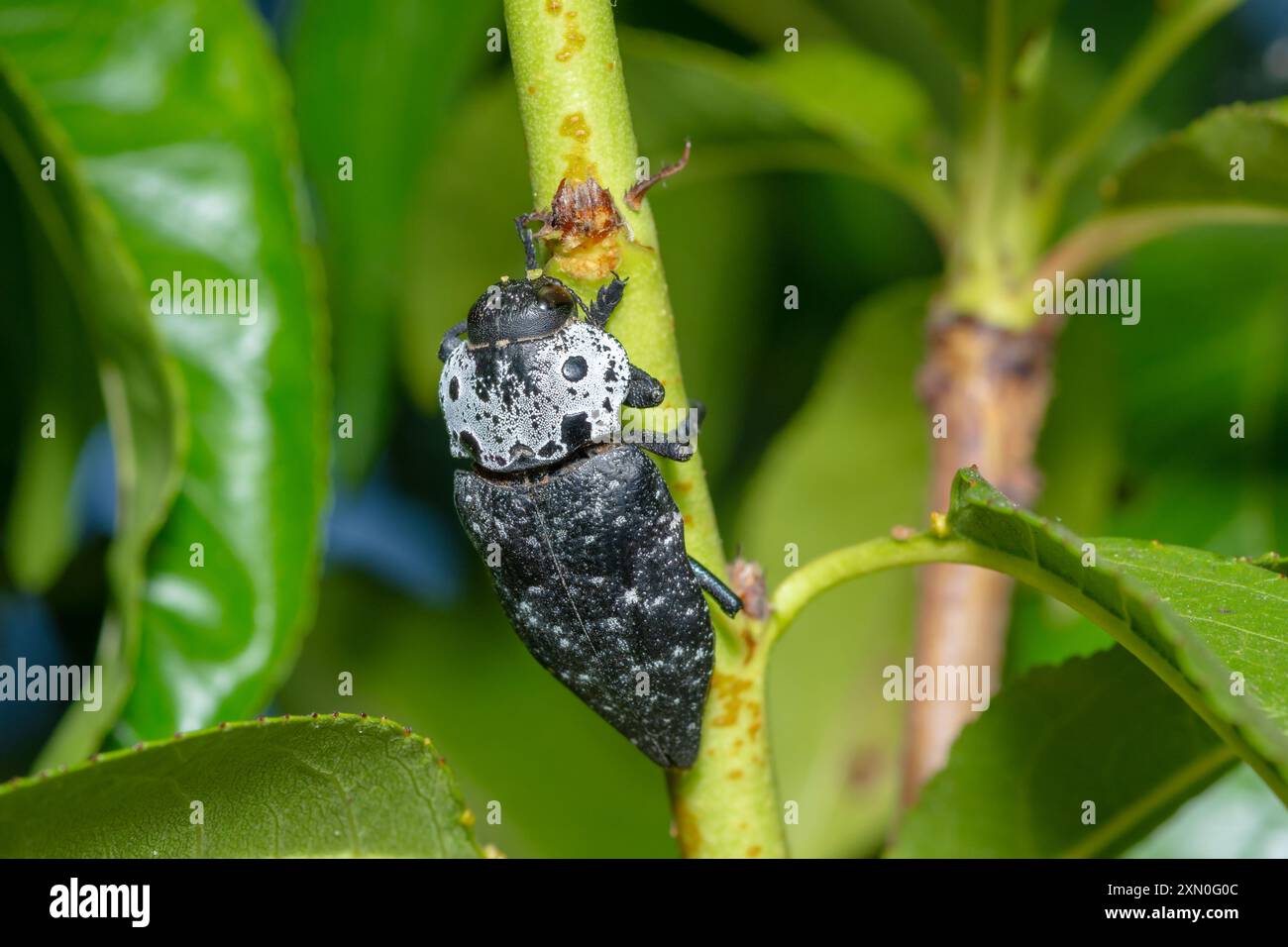 Flat headed Root Borer feeding on bark, Capnodis tenebrionis Stock ...