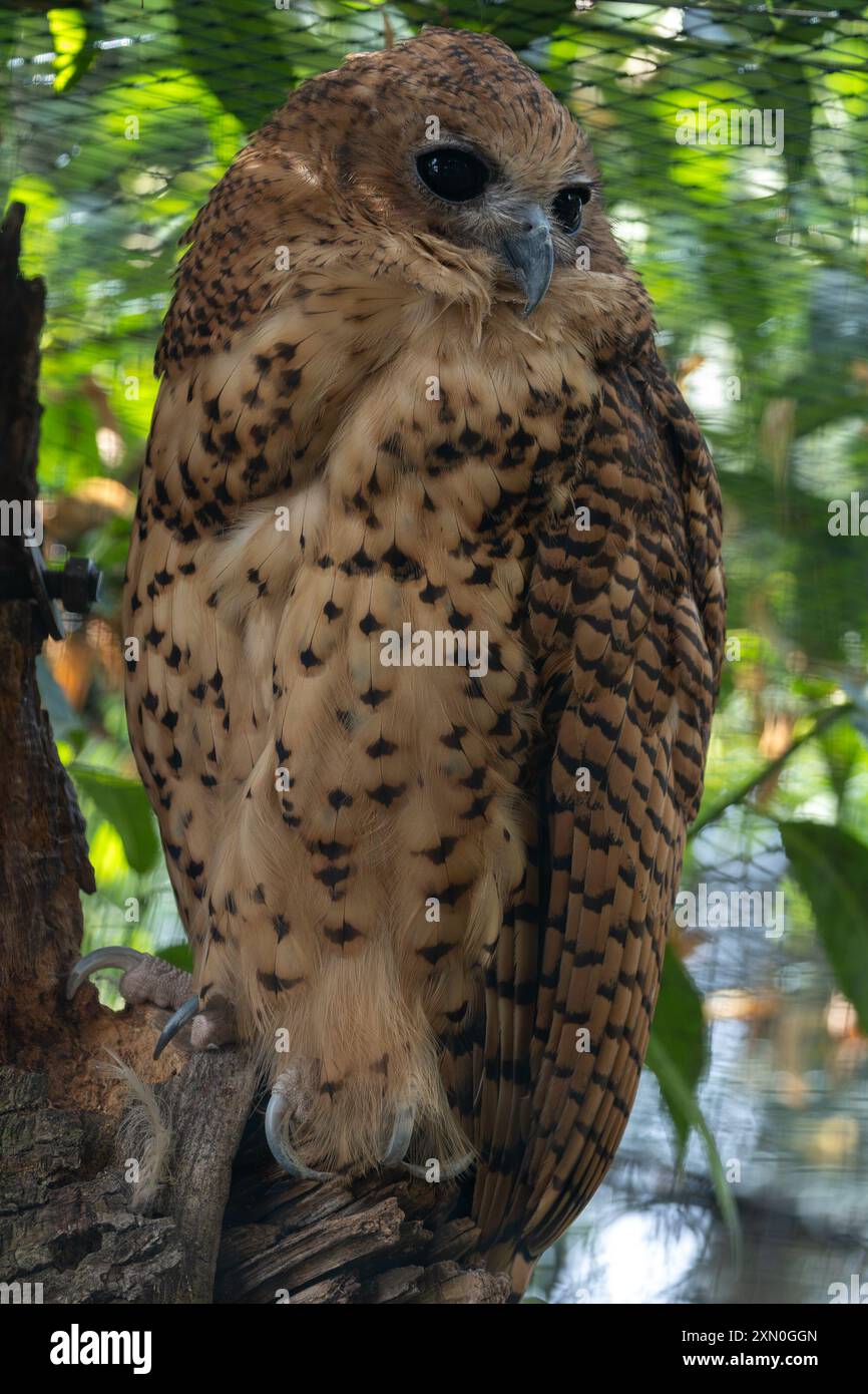 Pels fishing owl hi-res stock photography and images - Alamy