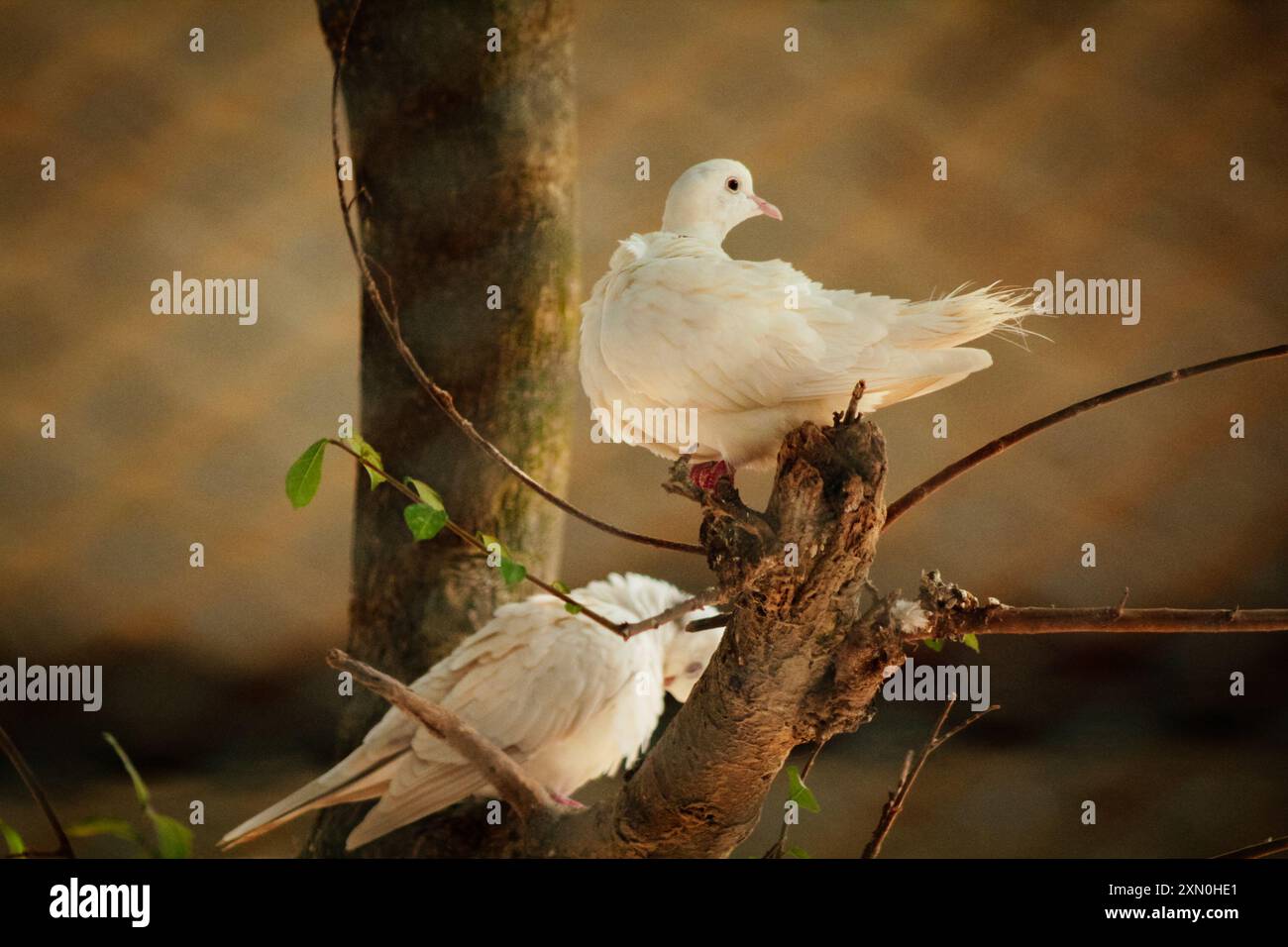 Barbary dove on tree branch Stock Photo - Alamy