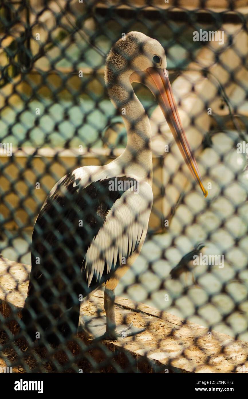 Large bird cage hi-res stock photography and images - Alamy