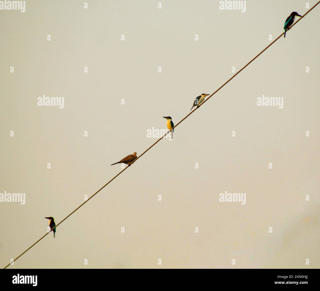 Birds elements ornithology ^ hi-res stock photography and images - Alamy