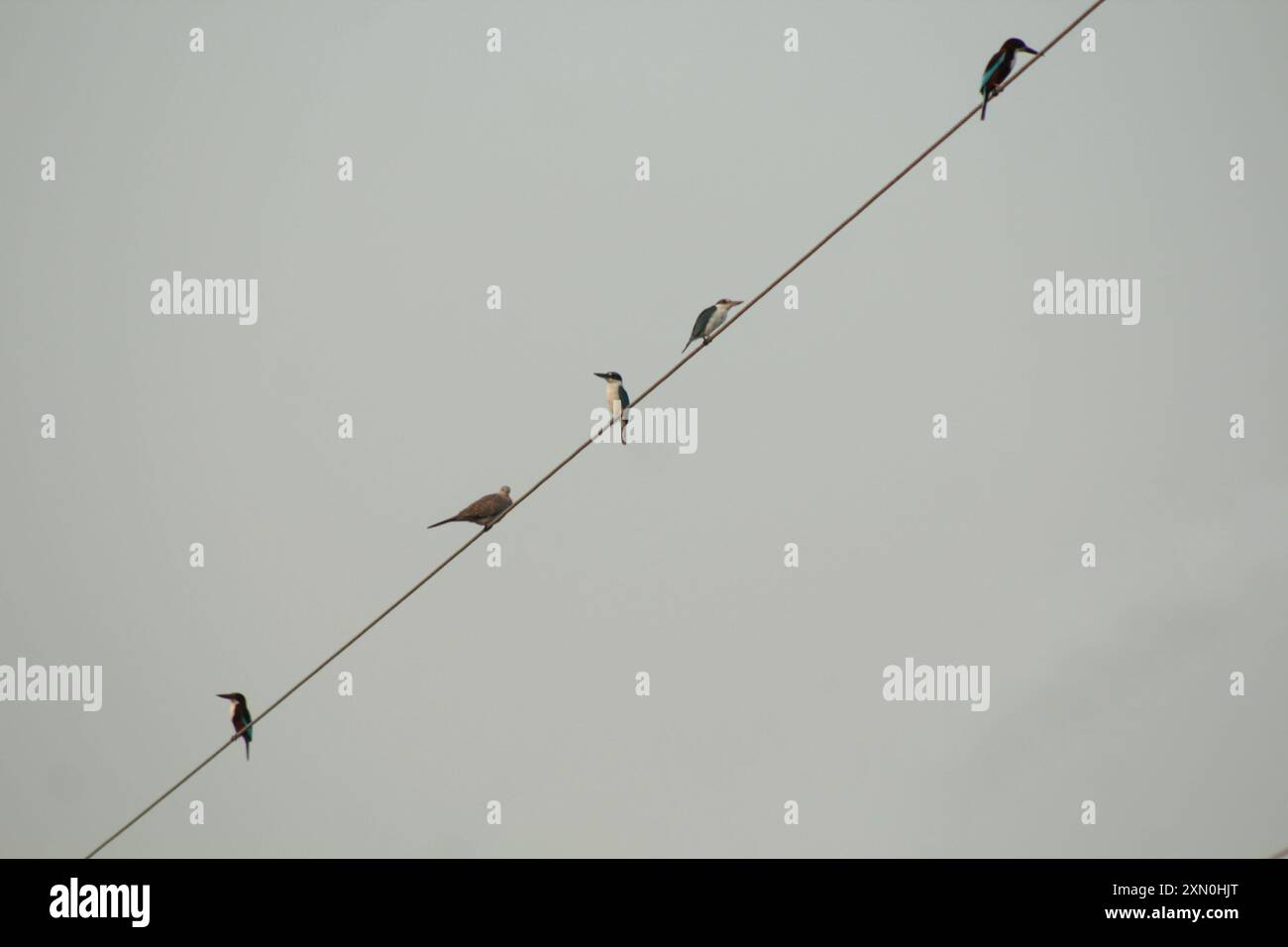 Bird line drawing hi-res stock photography and images - Alamy