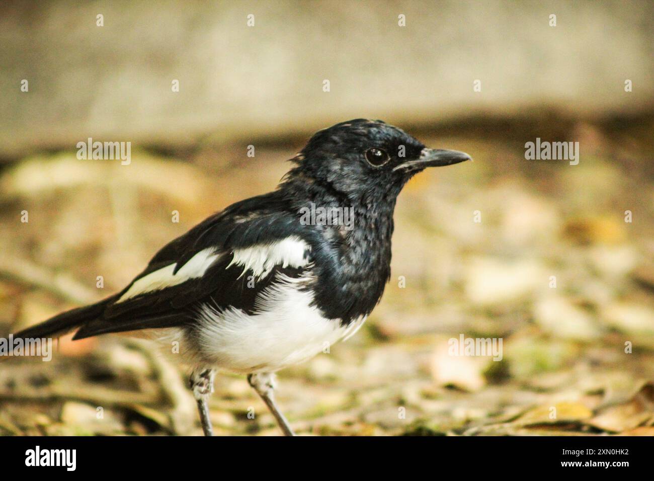 Set beautiful cartoon black hi-res stock photography and images - Alamy