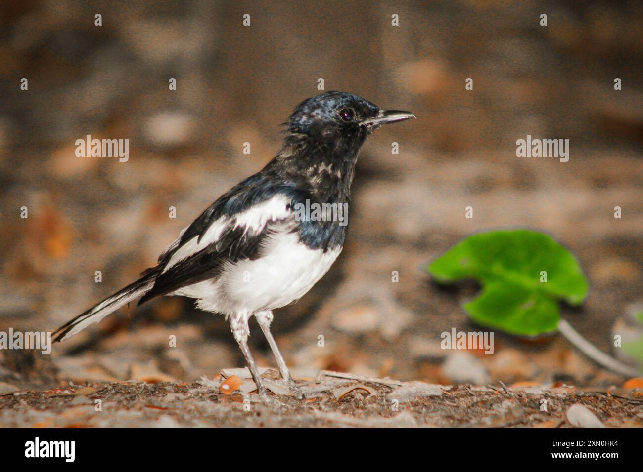 Magpie standing on ground hi-res stock photography and images - Alamy