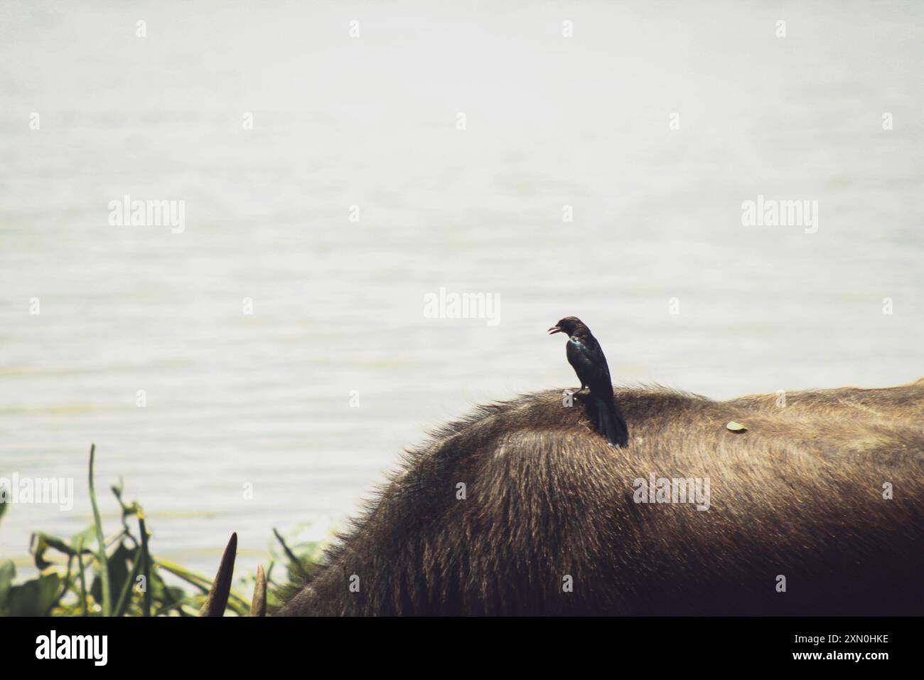 Beautiful bird on buffalo while at daylight Stock Photo - Alamy