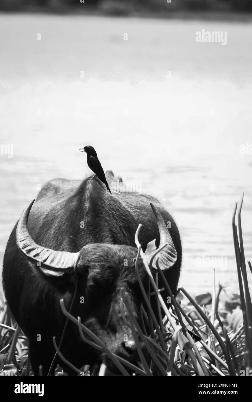 Sitting on buffalo hi-res stock photography and images - Alamy