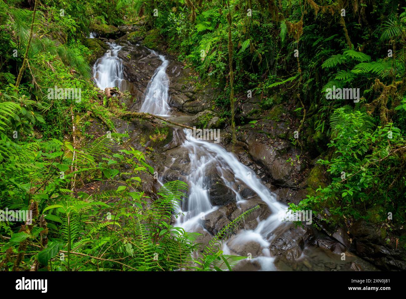 Beautiful waterfall, stream and lush rainforest in Barú volcano ...