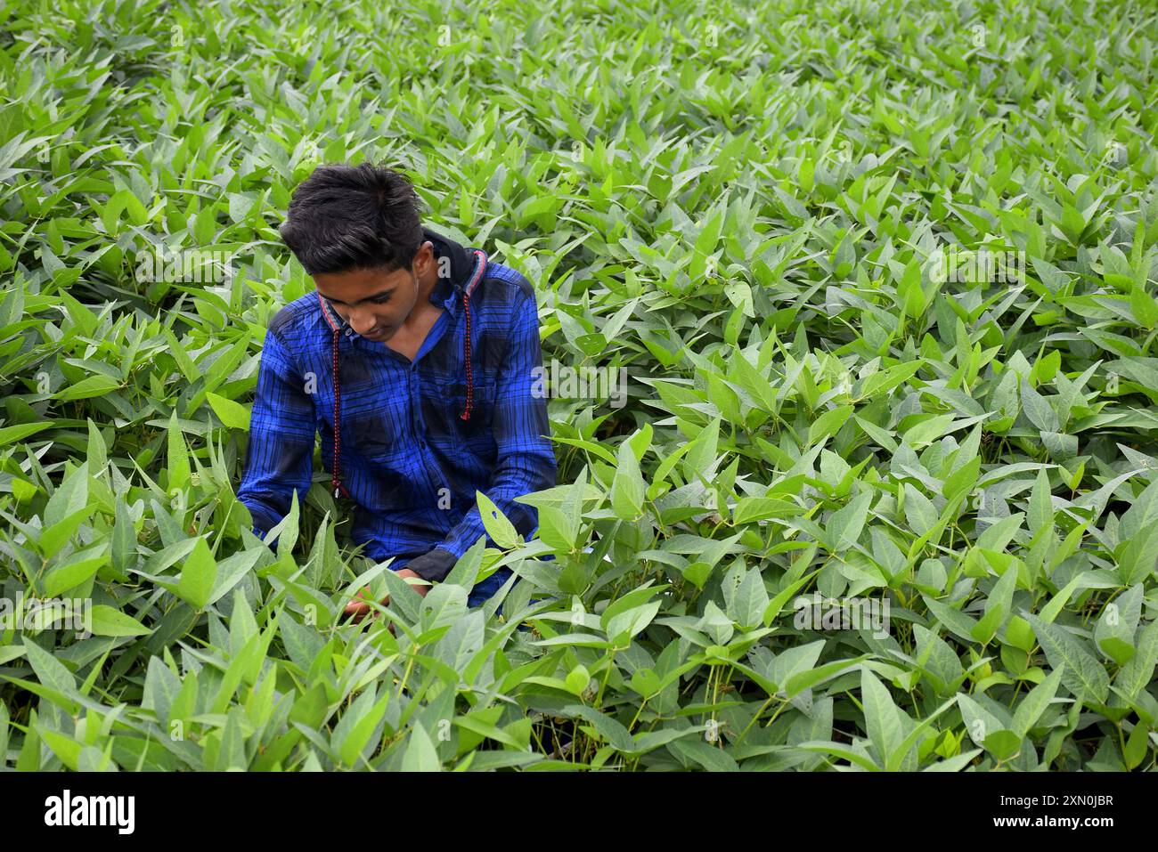 Indian farmer boy happily looking at soybean plants in soybean field ...