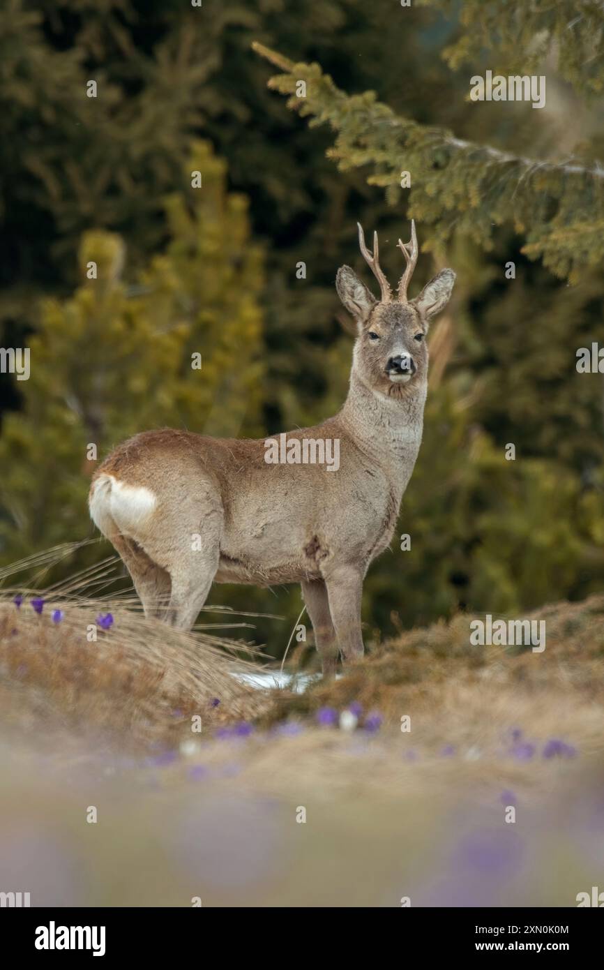 Adorable roe buck hi-res stock photography and images - Alamy