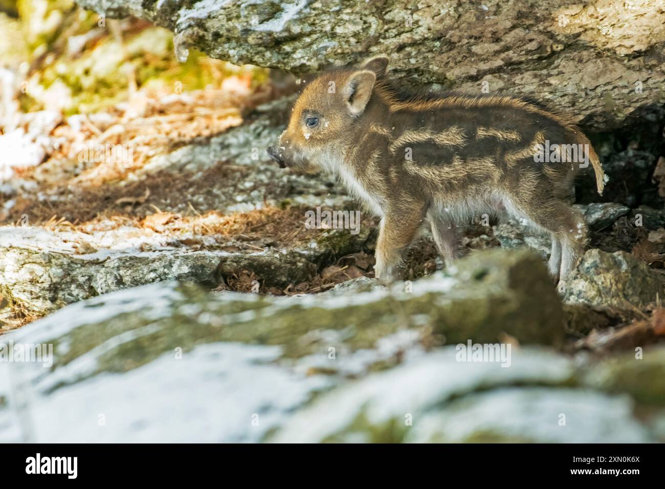 Cute baby wild boar (Sus scrofa) approaching life in sunset light ...