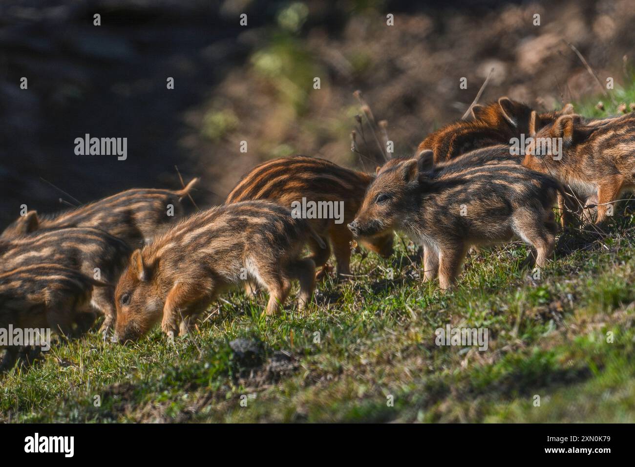 Family of cute wild boar cubs (Sus scrofa) running on an alpine ...