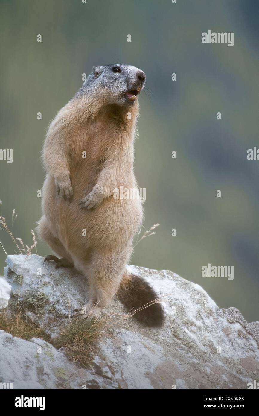 Cute marmot (Marmota marmota) standing on the edge of a cliff emitting ...