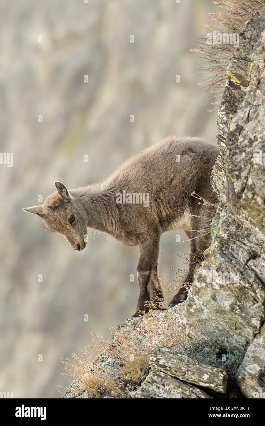 Young alpine ibex (Capra ibex) climbing on a thin ledge looking ...