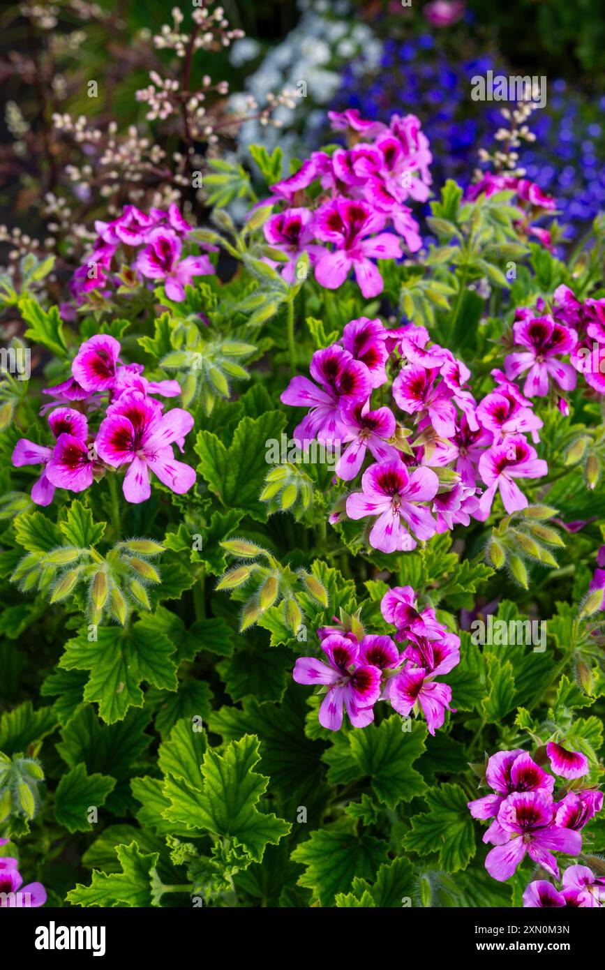 Scented leaved Pelargonium 'Orange Fizz' flowering in summer garden ...