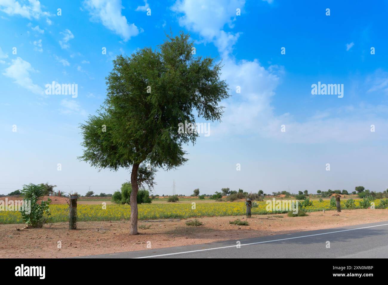 A big tree standing alone beside mustard seeds plantation near Jodhpur ...