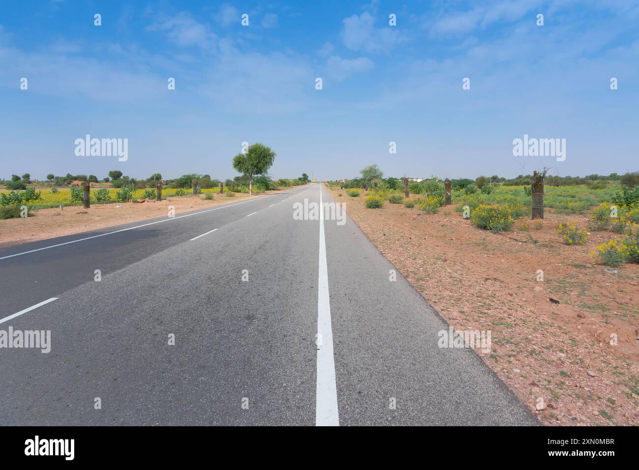 Empty concrete road passing through Thar desert with Mustard seeds ...