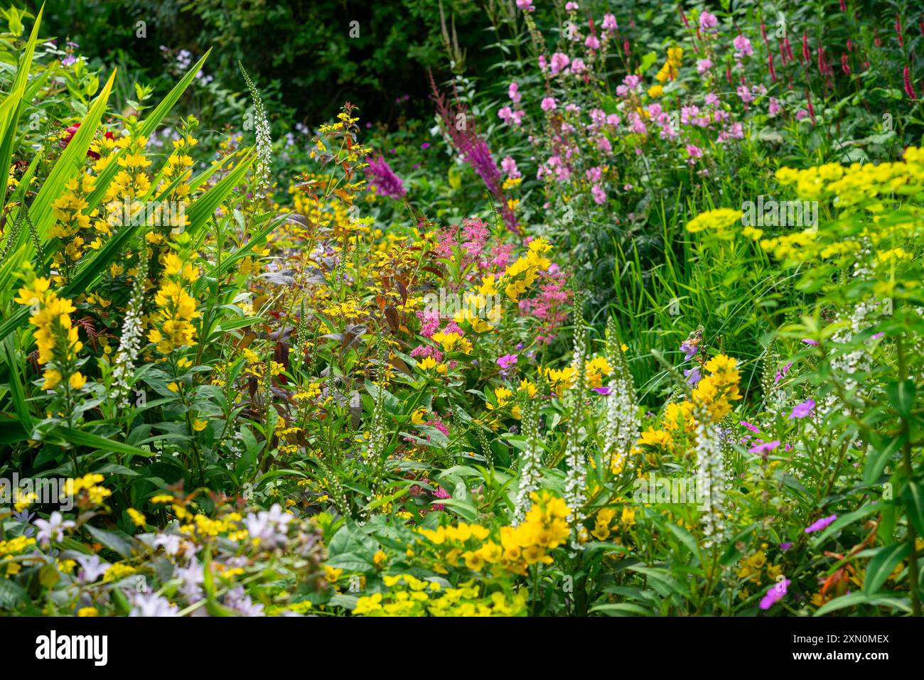 English country garden full of growth and flowering perennials in mid ...