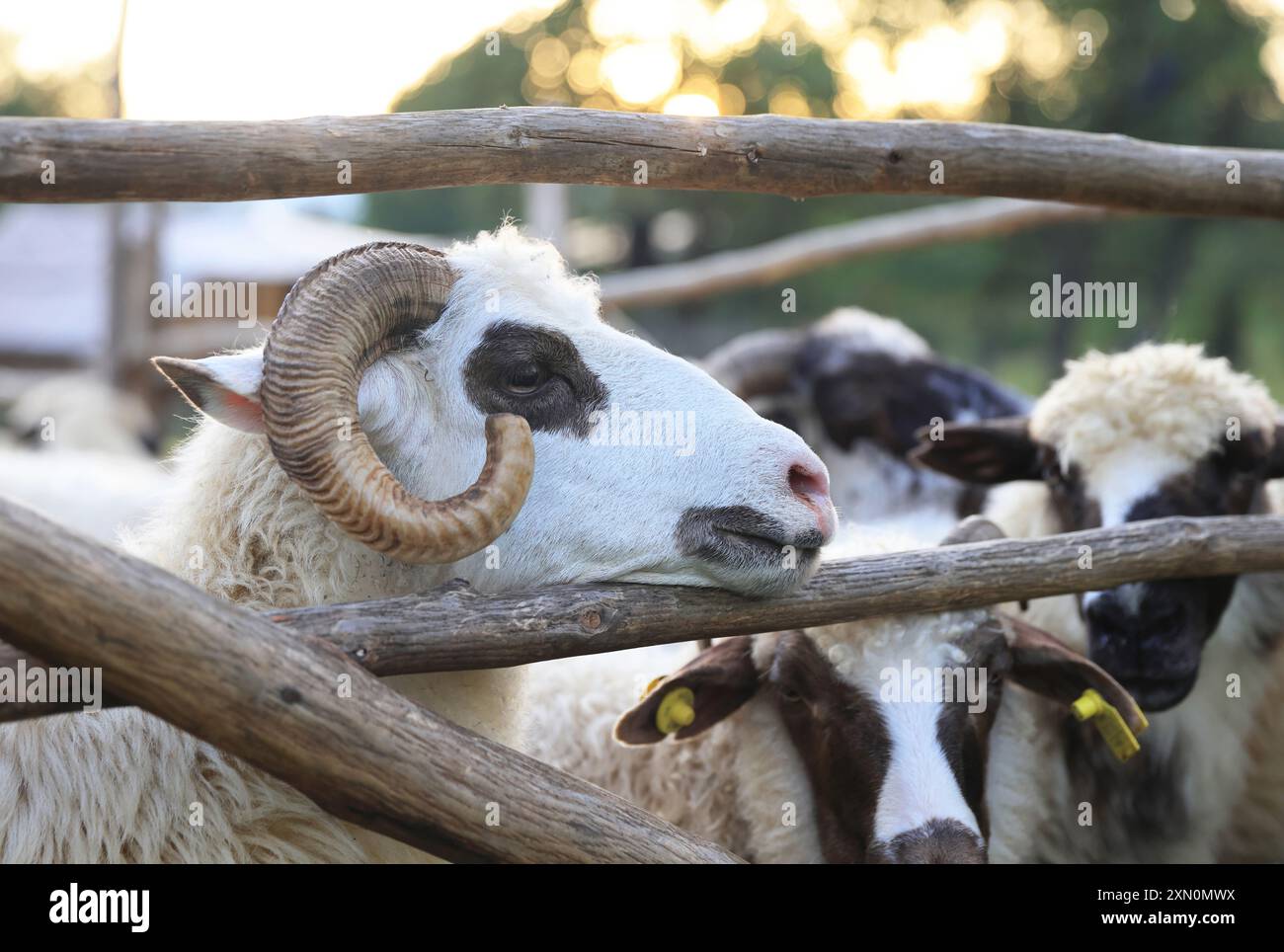 Sheep station on the outskirts of Breb, where sheep are milked and ...