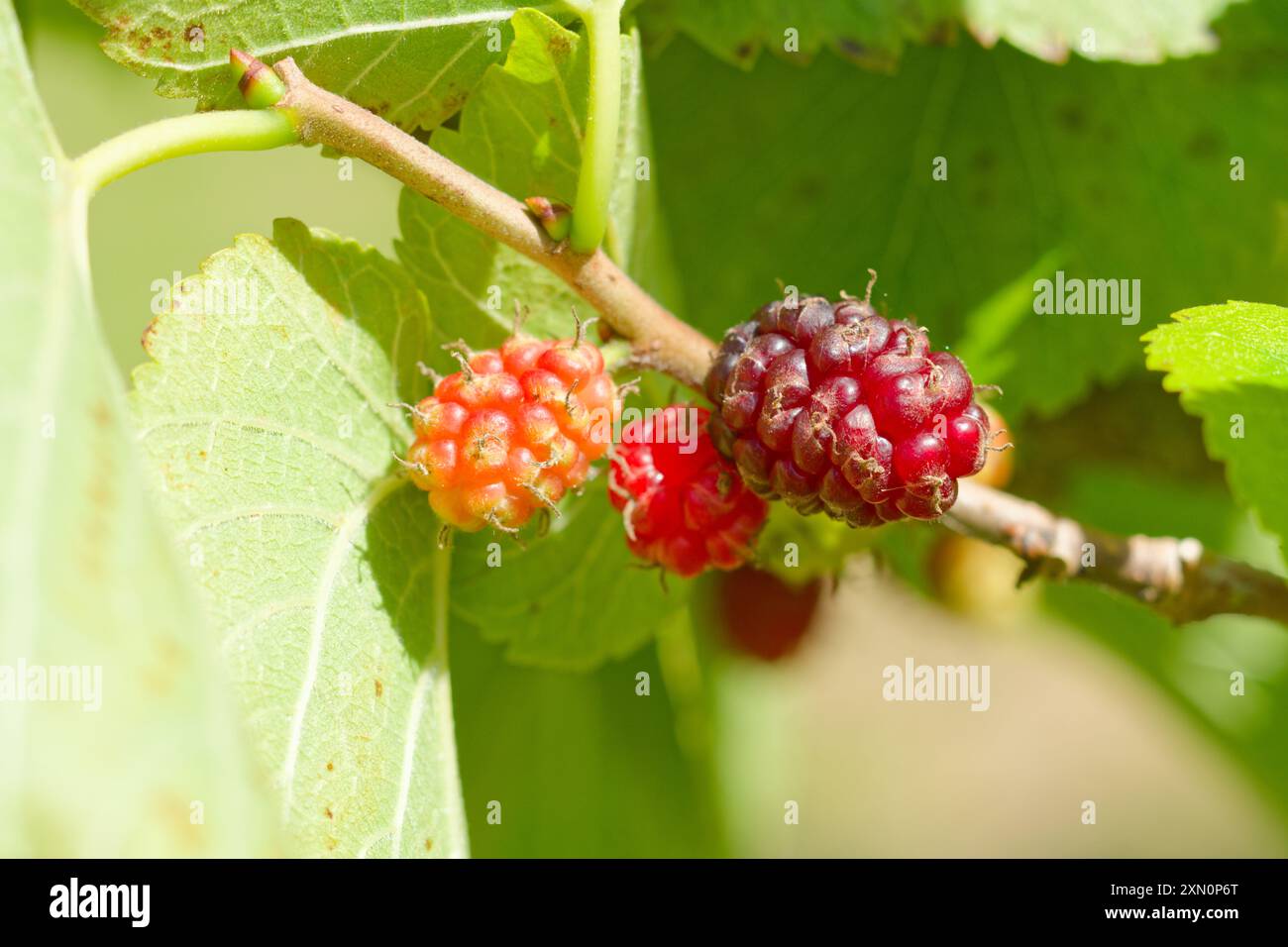 Mulberry harvest time. The fruit of the mulberry tree or sometimes ...