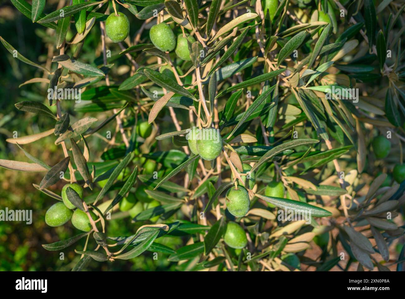 Detail of olive tree branch Stock Photo - Alamy