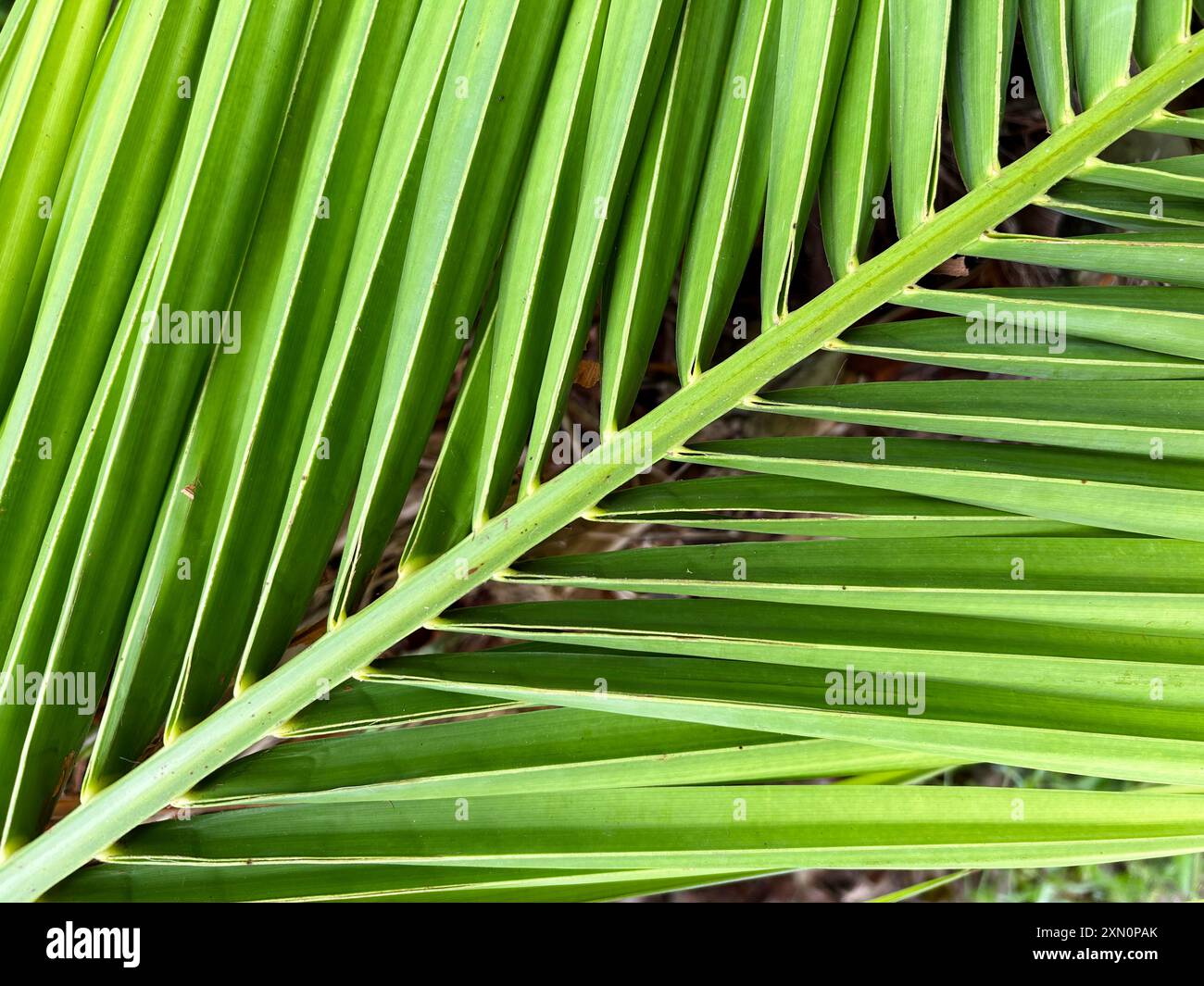 Palm tree composition hi-res stock photography and images - Alamy