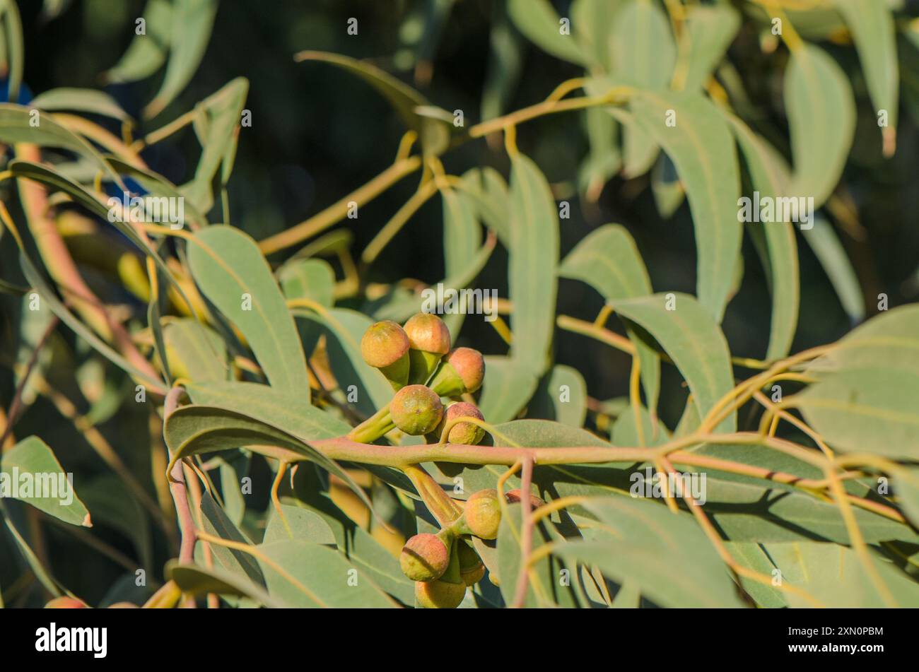 Eucalyptus fruit growing on the branch of the eucalyptus tree in Spain ...