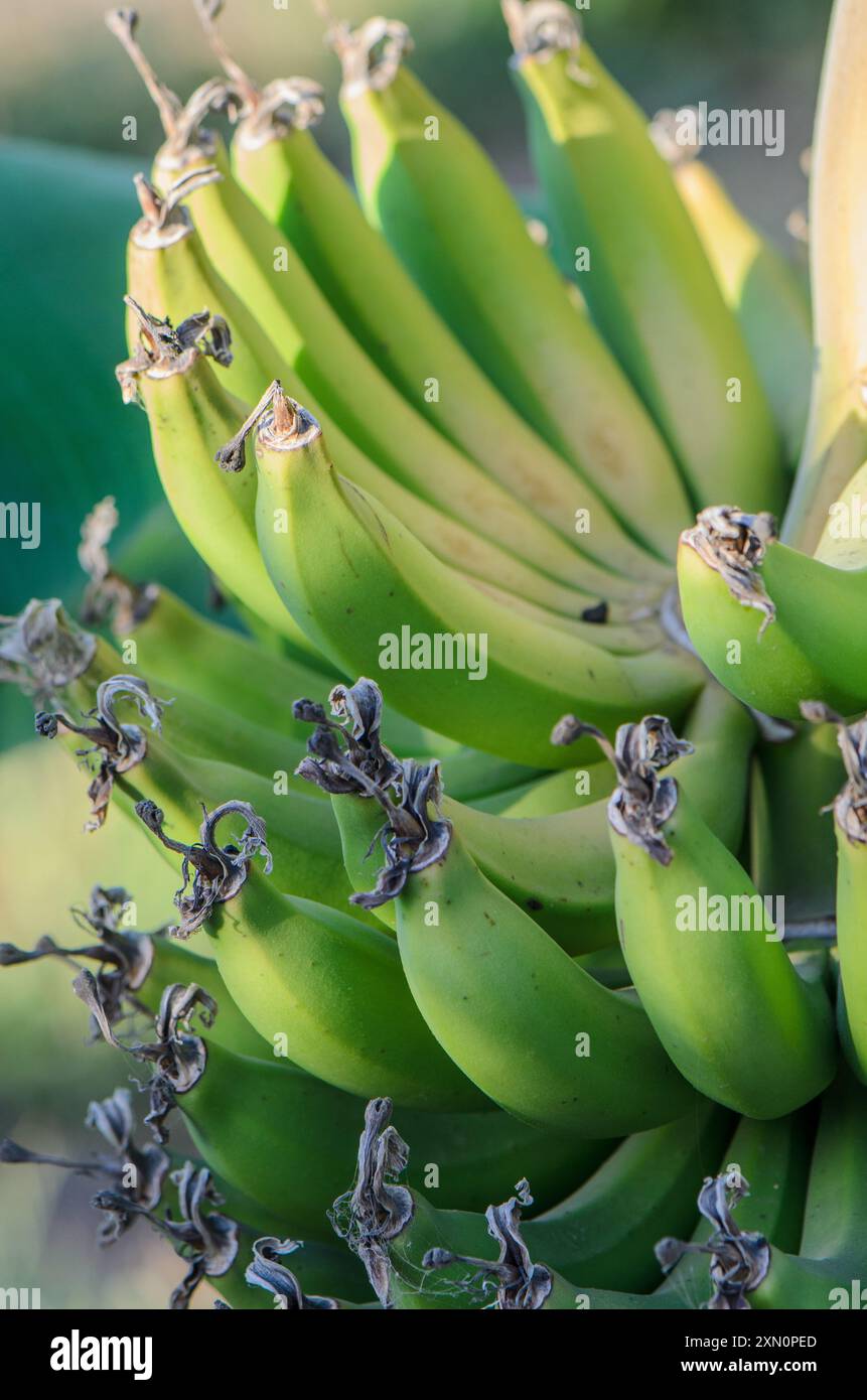 Green bananas on banana palm tree banana plantation Stock Photo - Alamy
