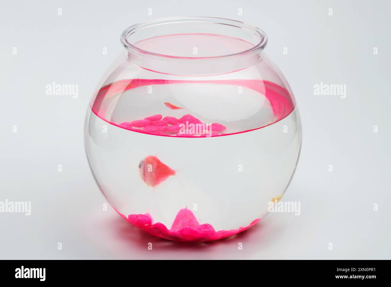 One orange fish in transparent aquarium side view isolated on studio ...
