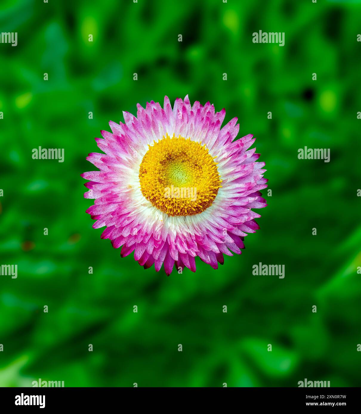 Everlasting flower botanical hi-res stock photography and images - Alamy