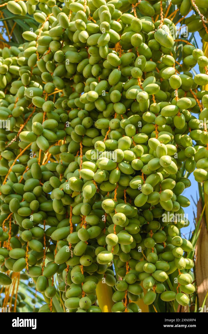 Close up unripe dates growing on the palm tree with bokeh Stock Photo ...
