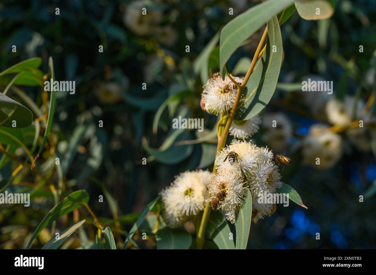 West australian flowering gum hi-res stock photography and images - Alamy