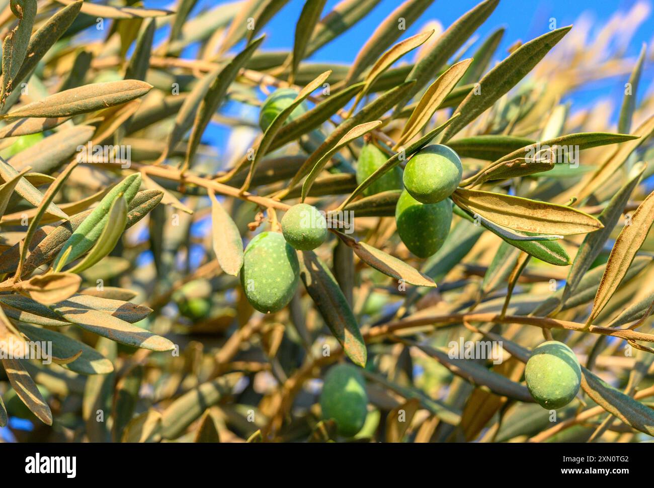 Green olive tree in nature Stock Photo - Alamy