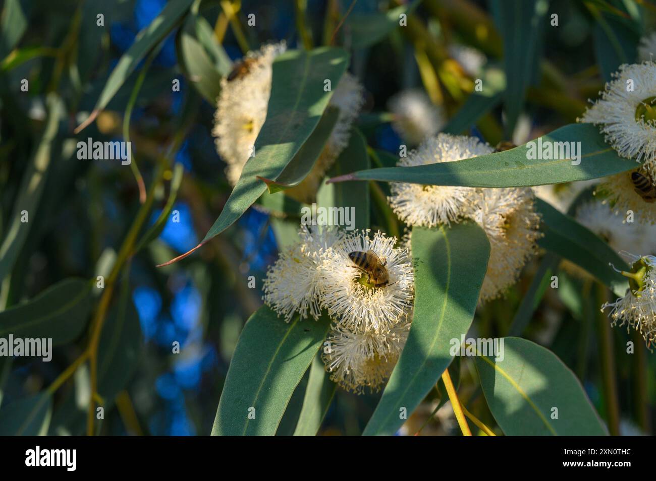 ellow Eucalyptus Gum Blossom - Eucalyptus macrocarpa, commonly known as ...