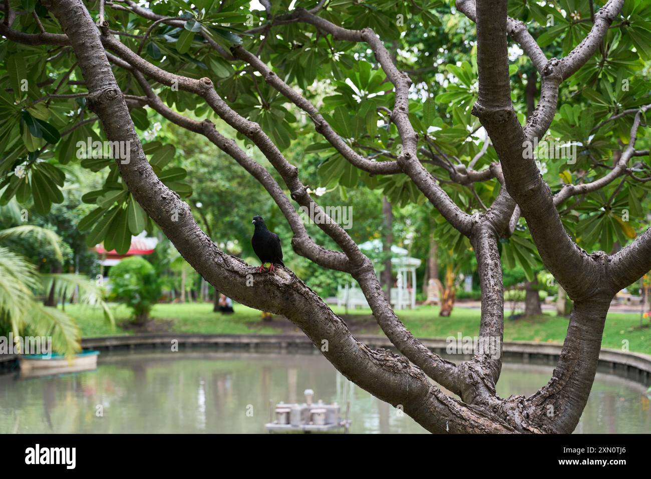 Saranrom park bangkok hi-res stock photography and images - Alamy