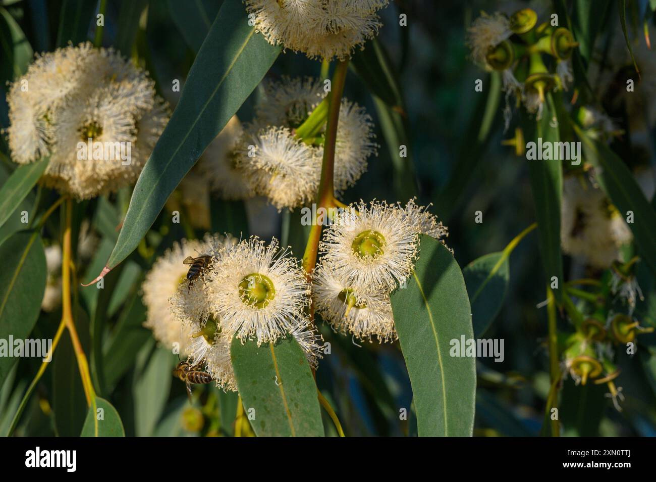 Delicate white flowers of Australian eucalyptus species blossom ...