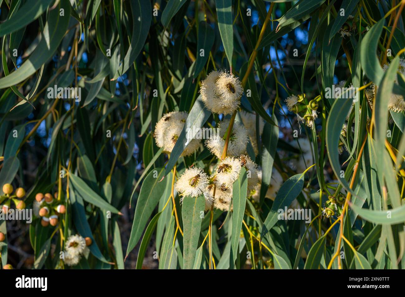 Bees Pollinating an Australian Sugar Gum Tree(Eucalyptus cladocalyx ...