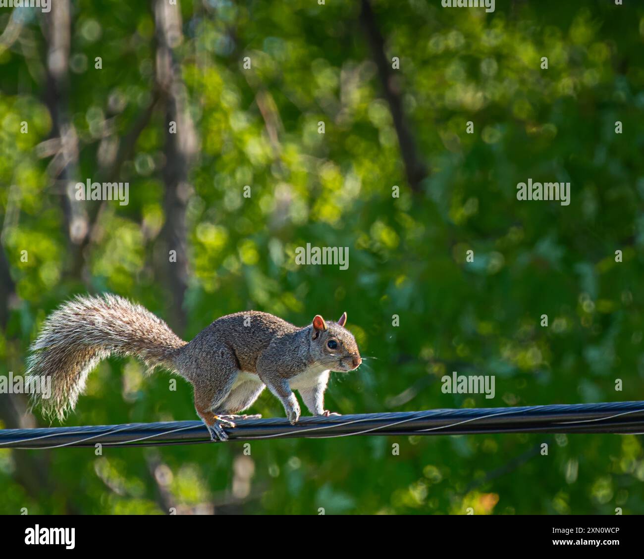 Squirrel walking on an electric wire during a summer day Stock Photo ...