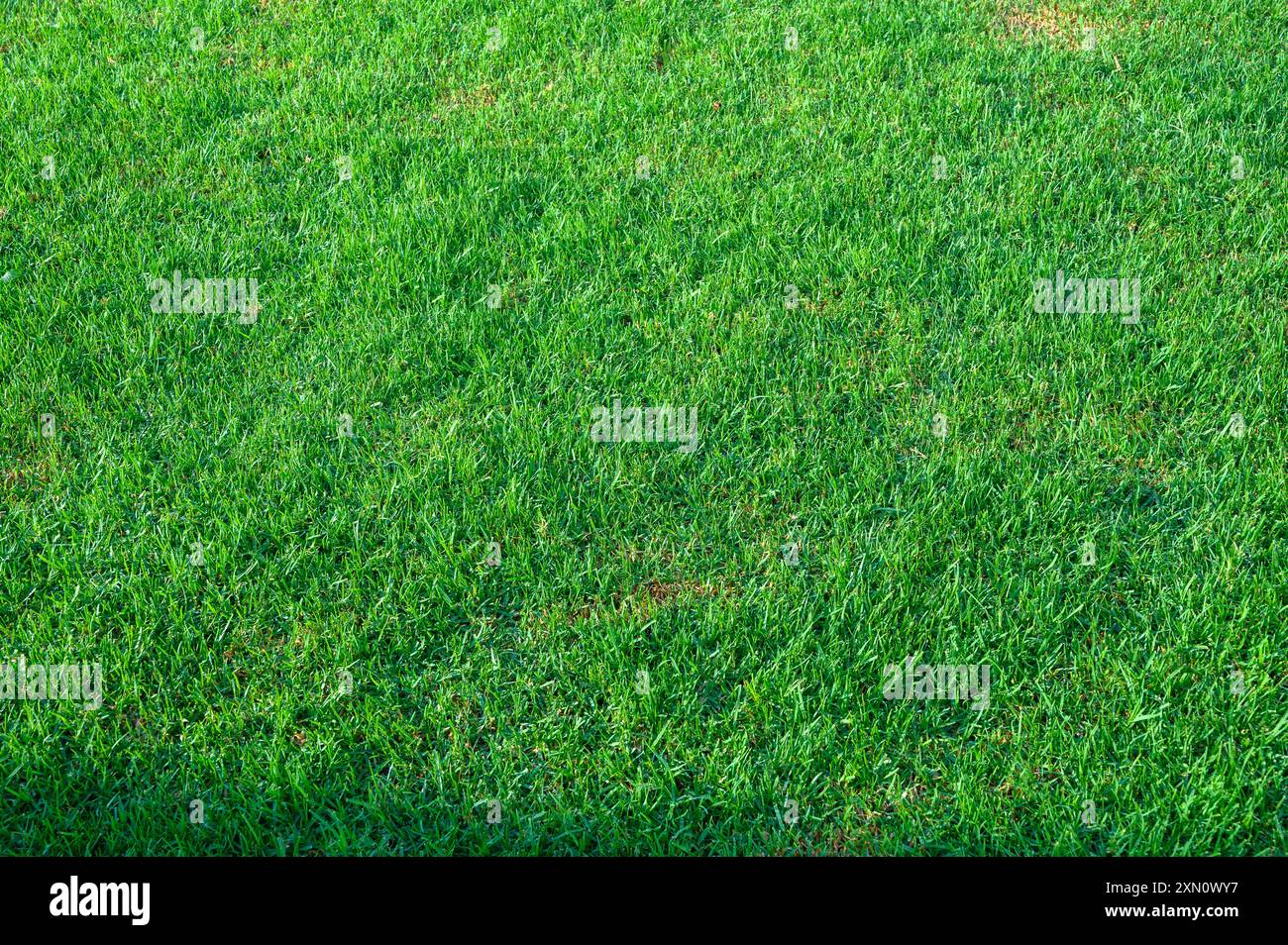 Thick course grass hi-res stock photography and images - Alamy